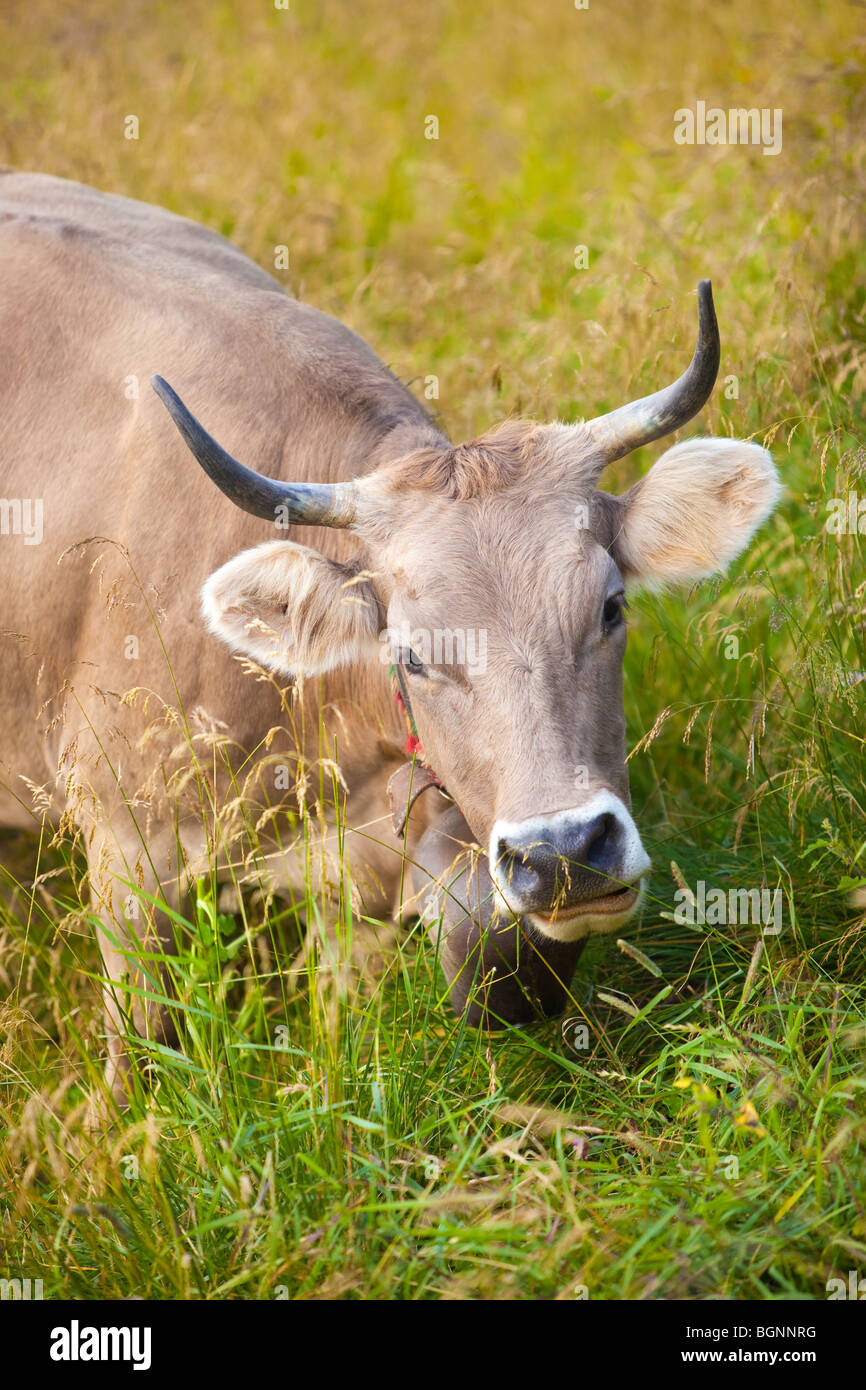 Swiss cow on a alpine meadow Stock Photo - Alamy