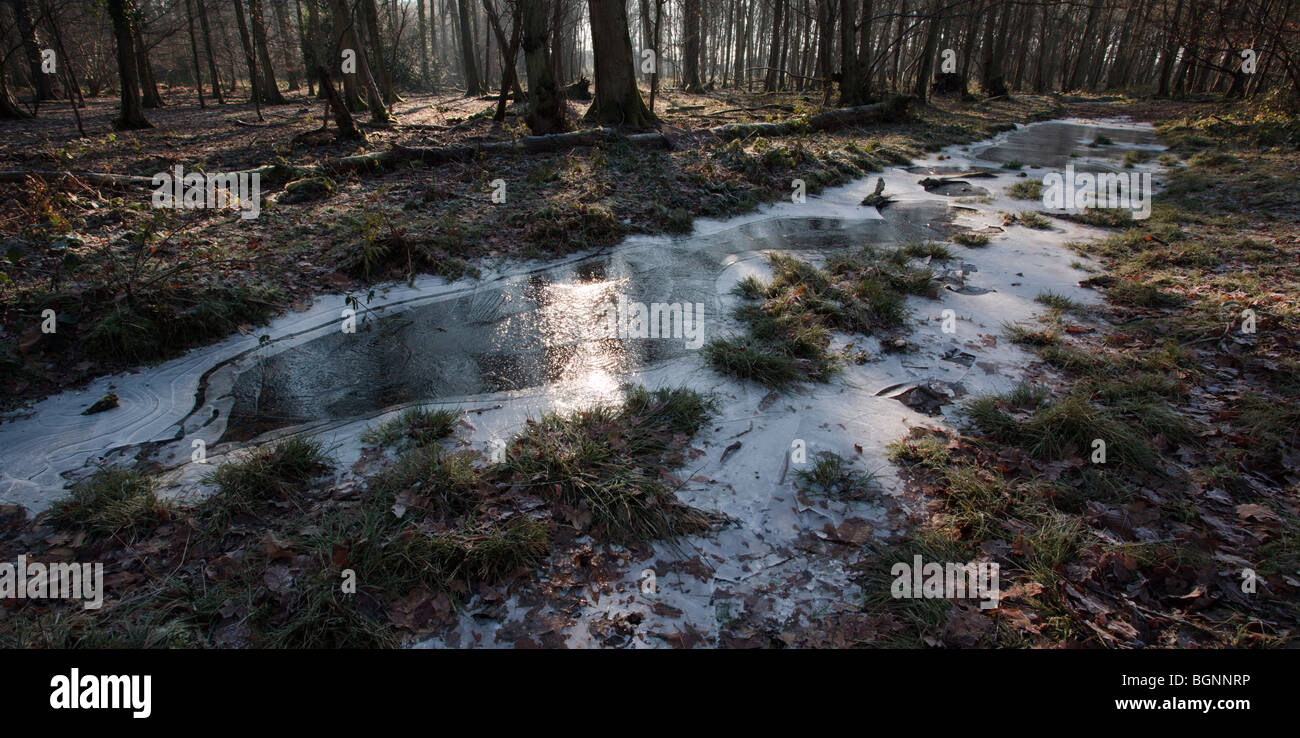 Winter frost on icy rutted path through Chilterns beech woods ...