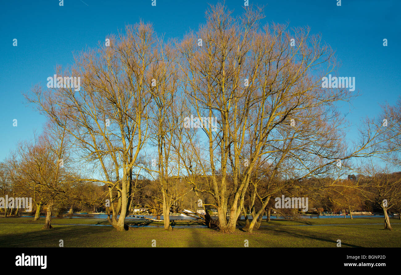Trees on the River Thames at Henley on Thames Oxfordshire England UK ...