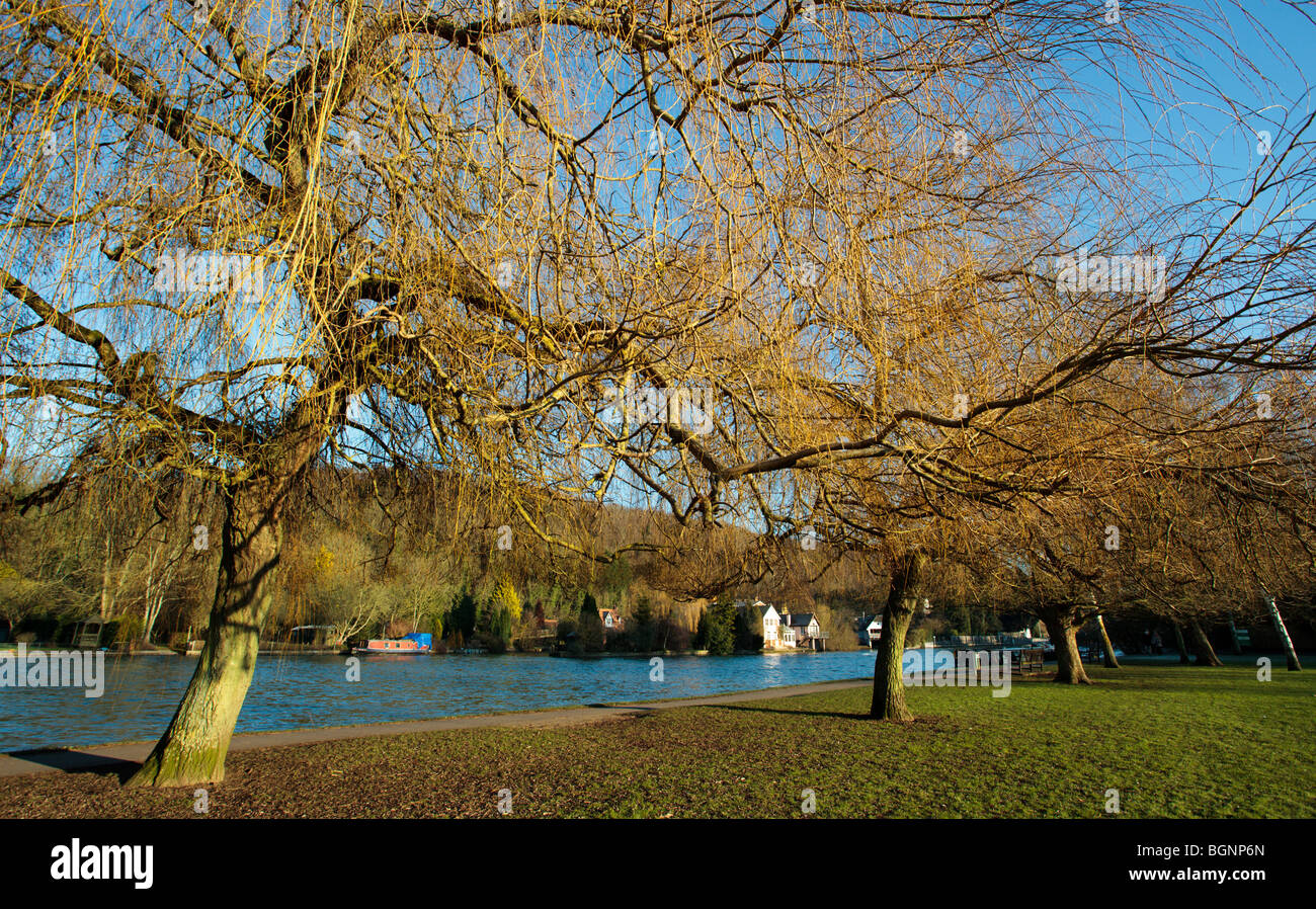 Trees on the River Thames at Henley on Thames Oxfordshire England UK ...