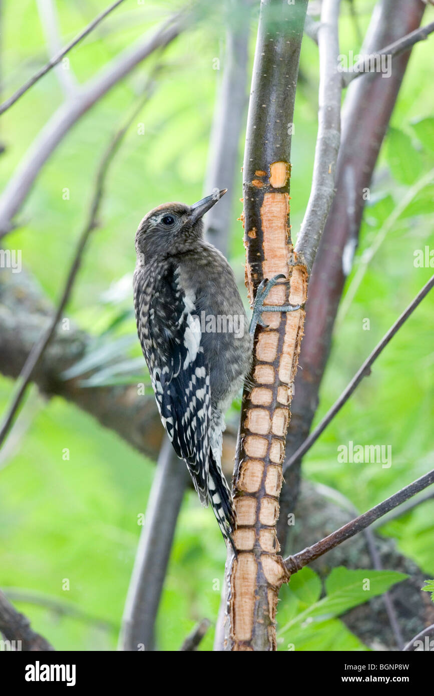 Juvenile sapsucker hi-res stock photography and images - Alamy