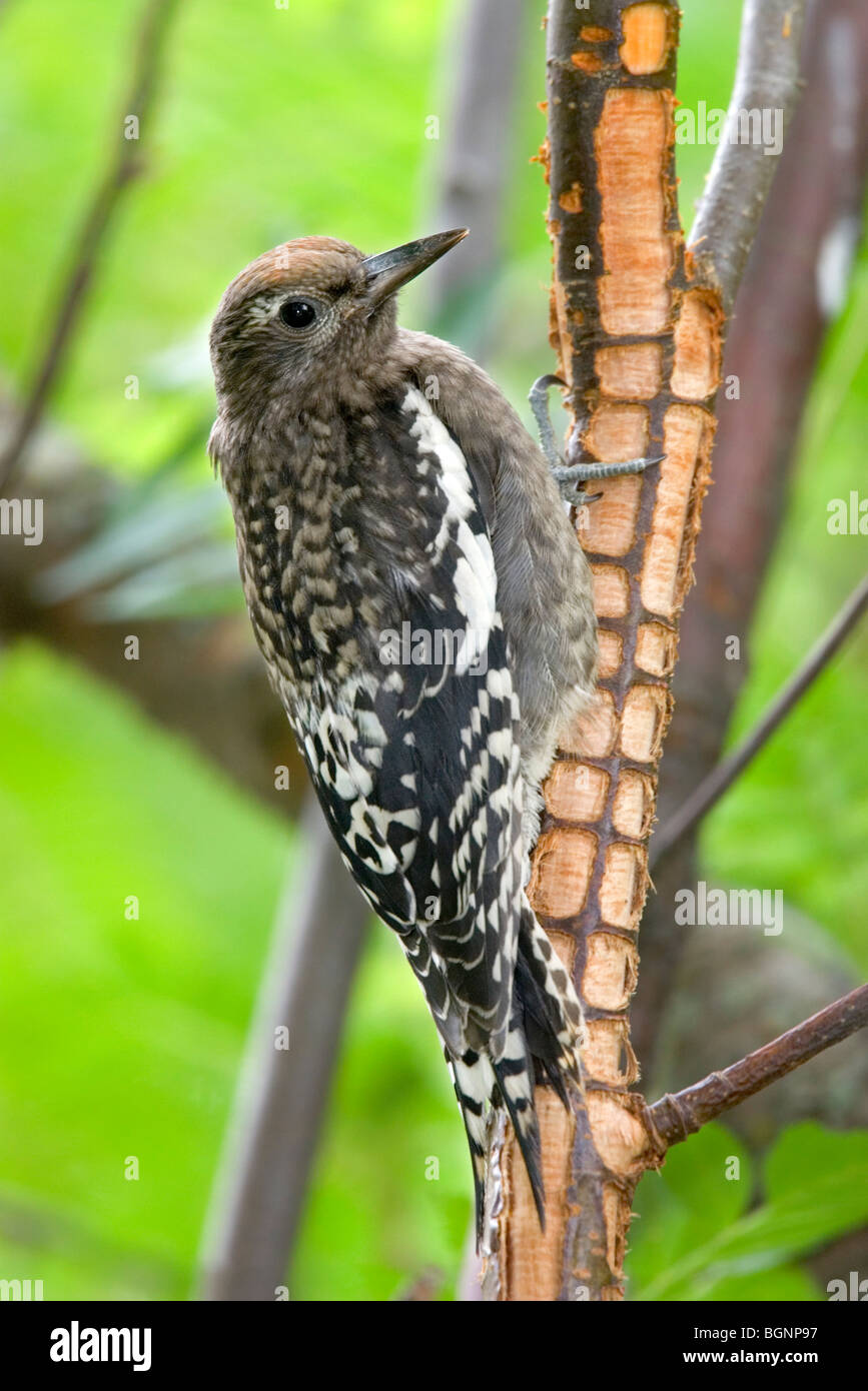 Juvenile Yellow Bellied Sapsucker High Resolution Stock Photography and ...