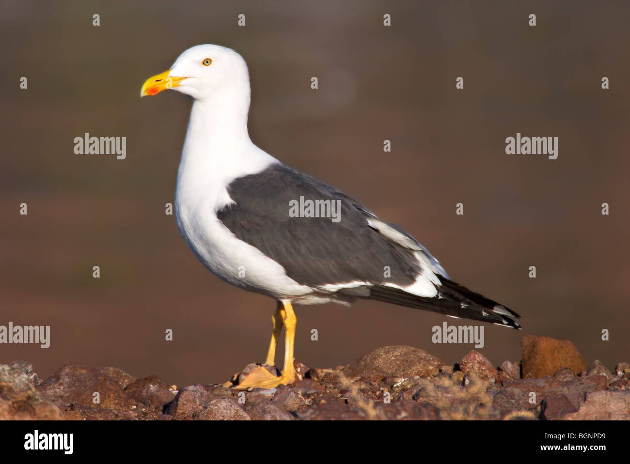 Long footed hi-res stock photography and images - Alamy