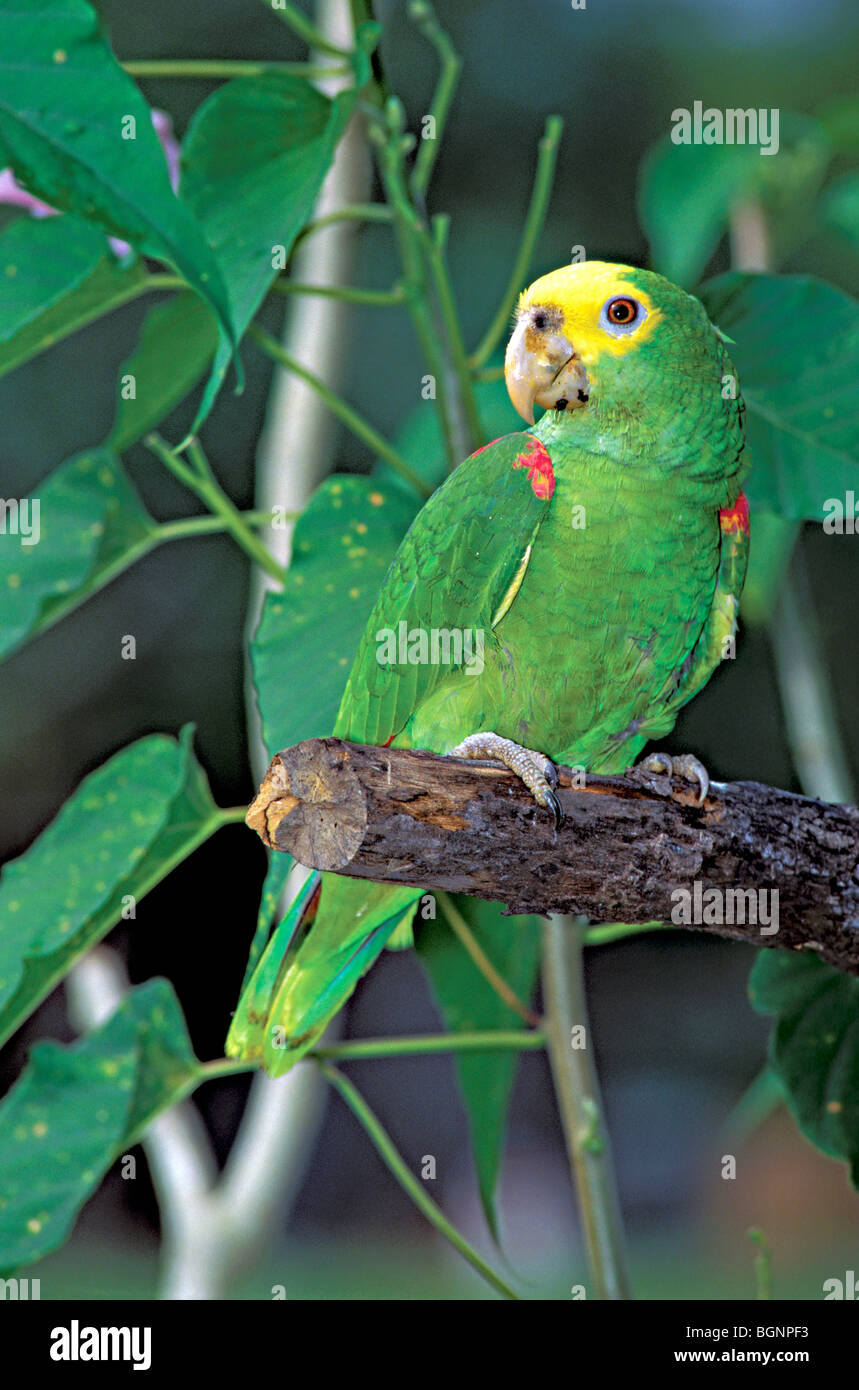 Double yellow headed amazon parrot hi-res stock photography and images ...