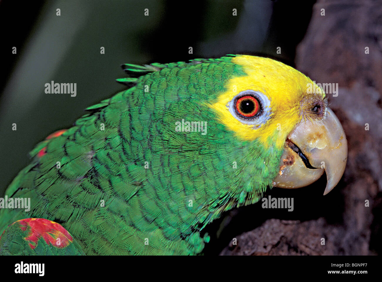 Double Yellow Headed Amazon Parrot High Resolution Stock Photography ...
