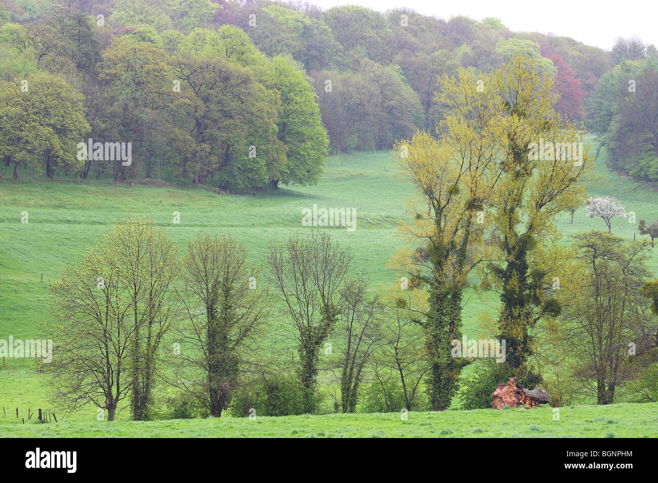 Bocage landscape with hedges and trees, Voeren, Belgium Stock Photo - Alamy