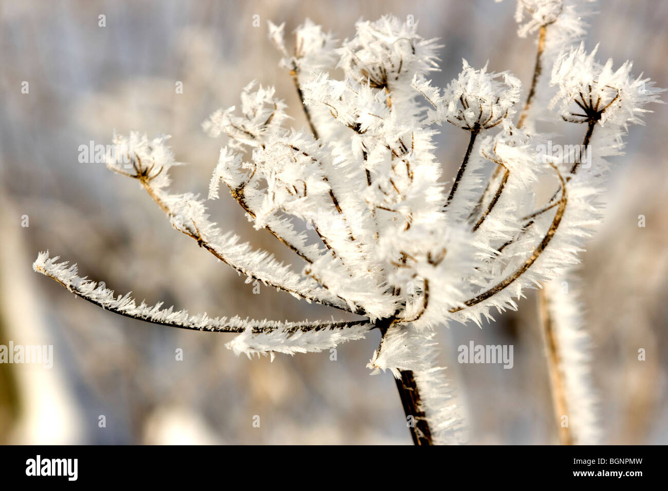Cold frosty icy sunny day Stock Photo - Alamy