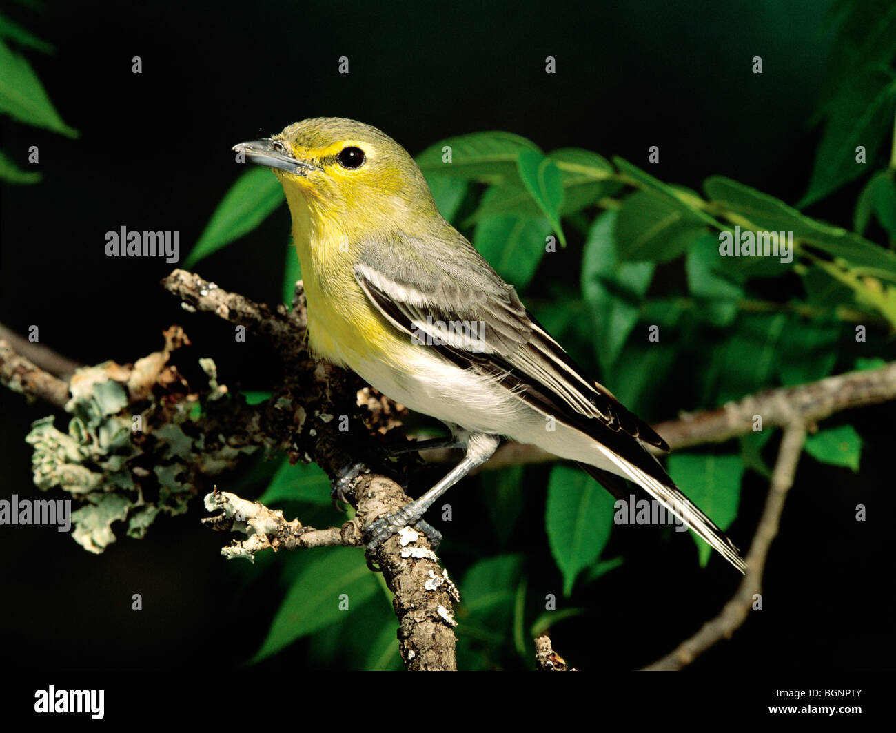 Yellow throated Vireo Stock Photo - Alamy