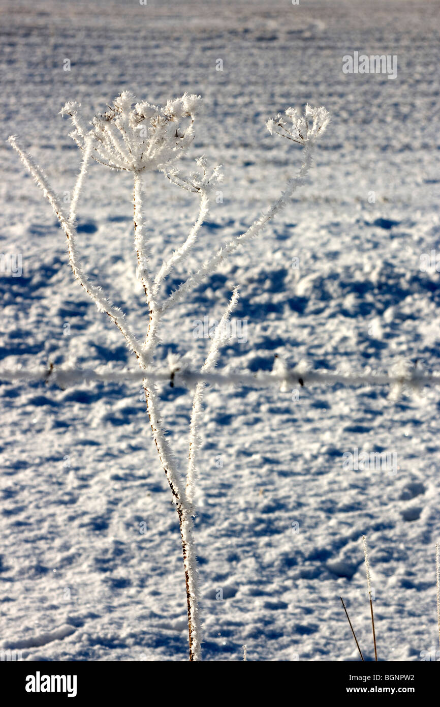 Cold frosty icy sunny day Stock Photo - Alamy
