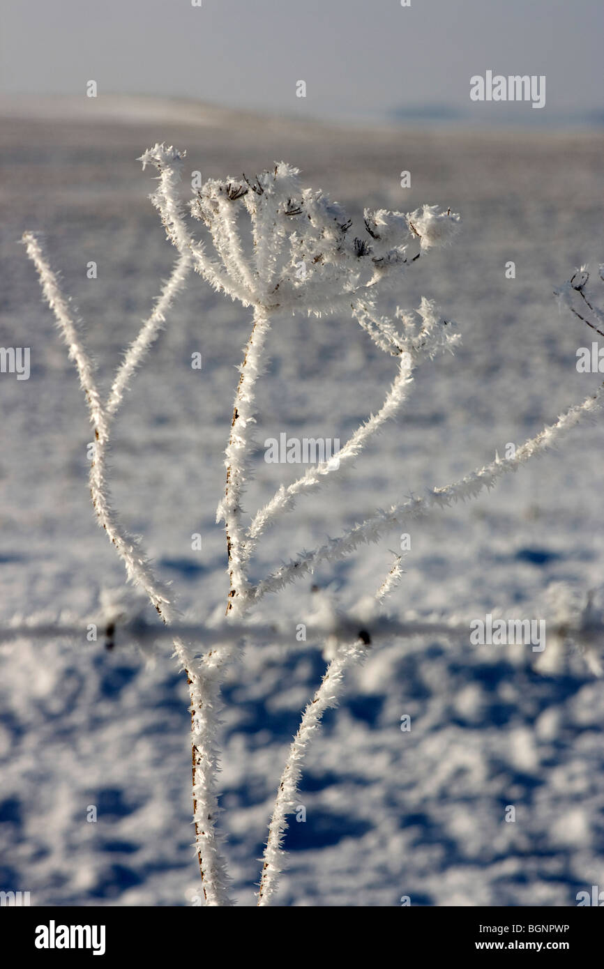 Cold frosty icy sunny day Stock Photo - Alamy