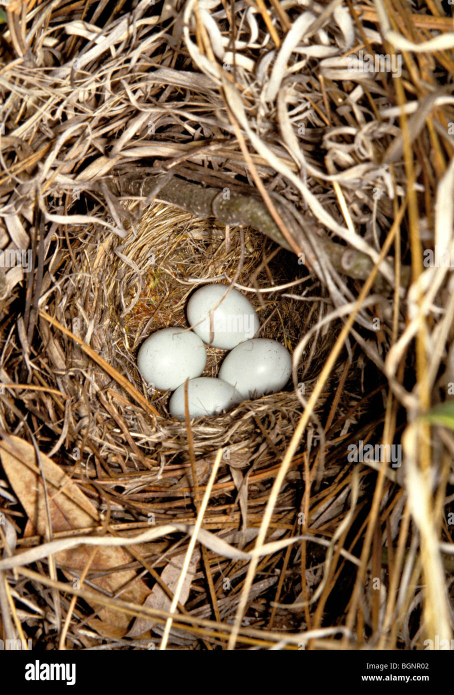 Yellow-eyed Junco Nest & eggs Stock Photo - Alamy