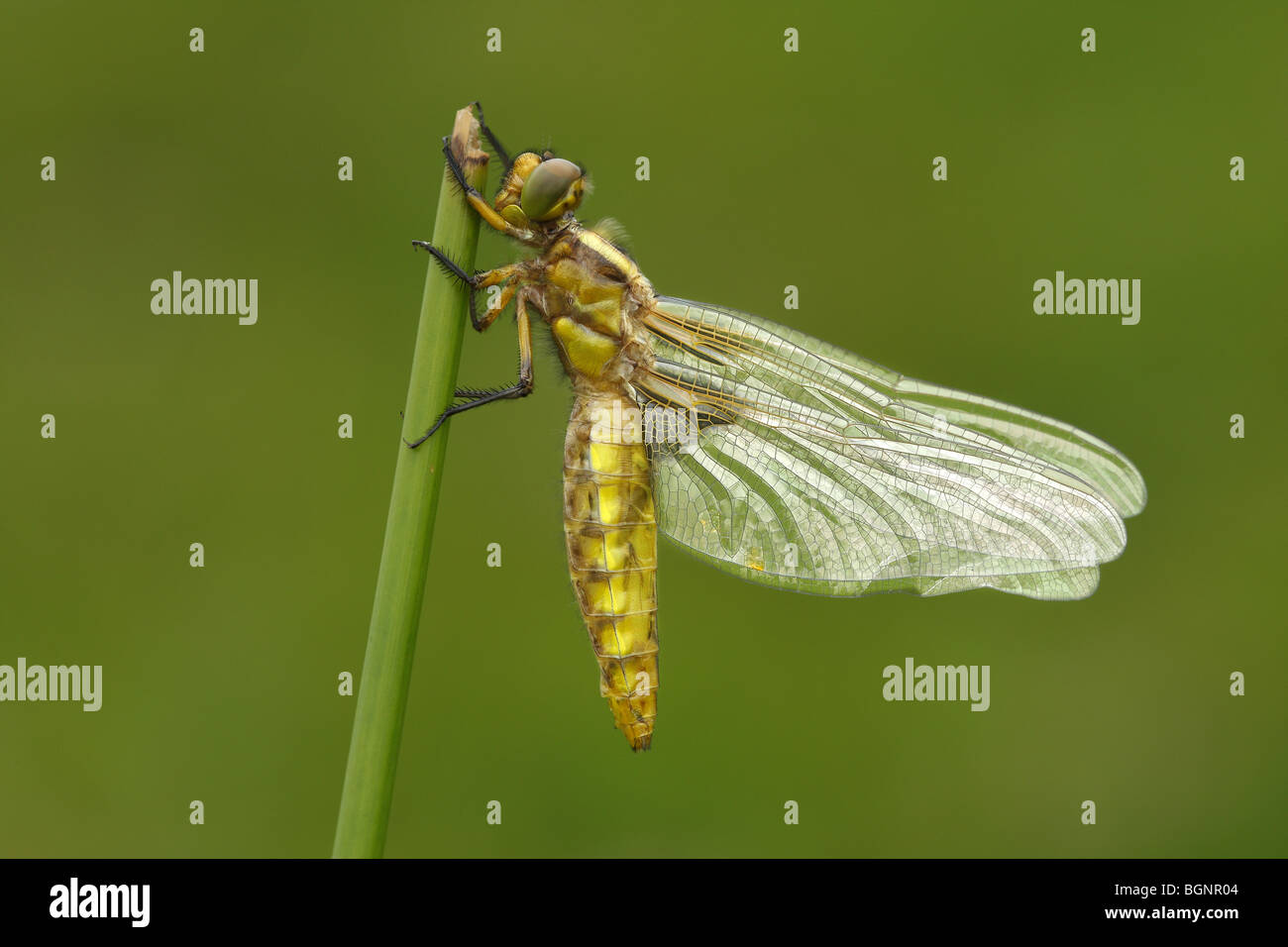 Emerged Broad-bodied chaser dragonfly (Libellula depressa), Gaume ...