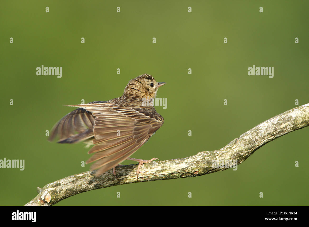 Tree pipit (Athus trivialis) stretches wings on branch, Belgium Stock ...