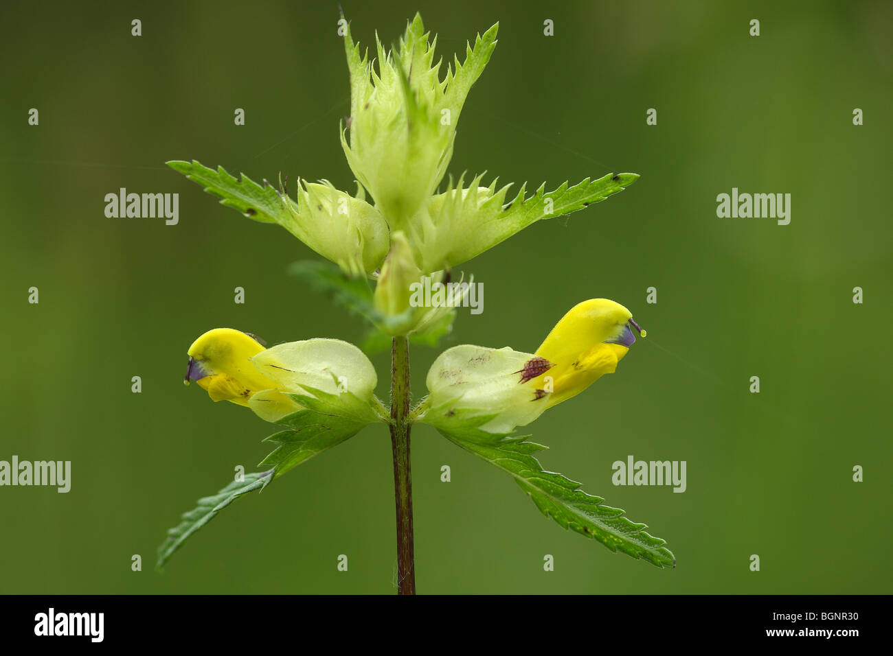 Flowers of Greater yellow-rattle (Rhinanthus angustifolius), nature ...