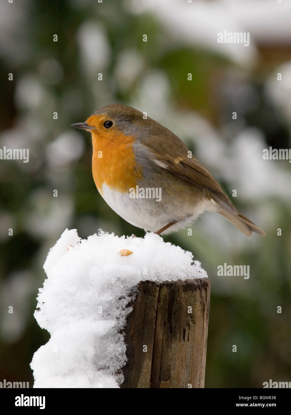 Robin on post hi-res stock photography and images - Alamy
