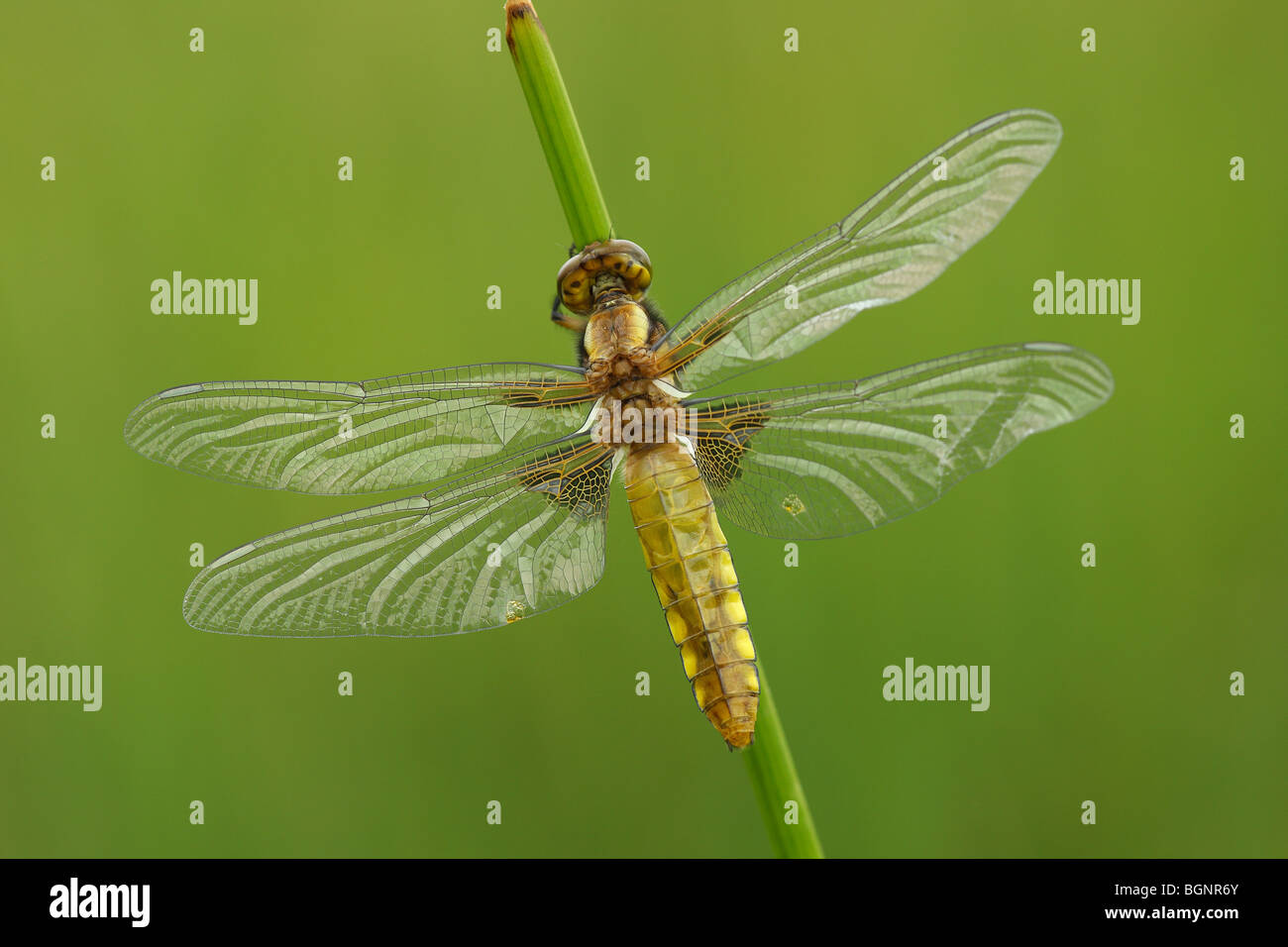 Broad bodied chaser dragonfly libellula depressa hi-res stock ...
