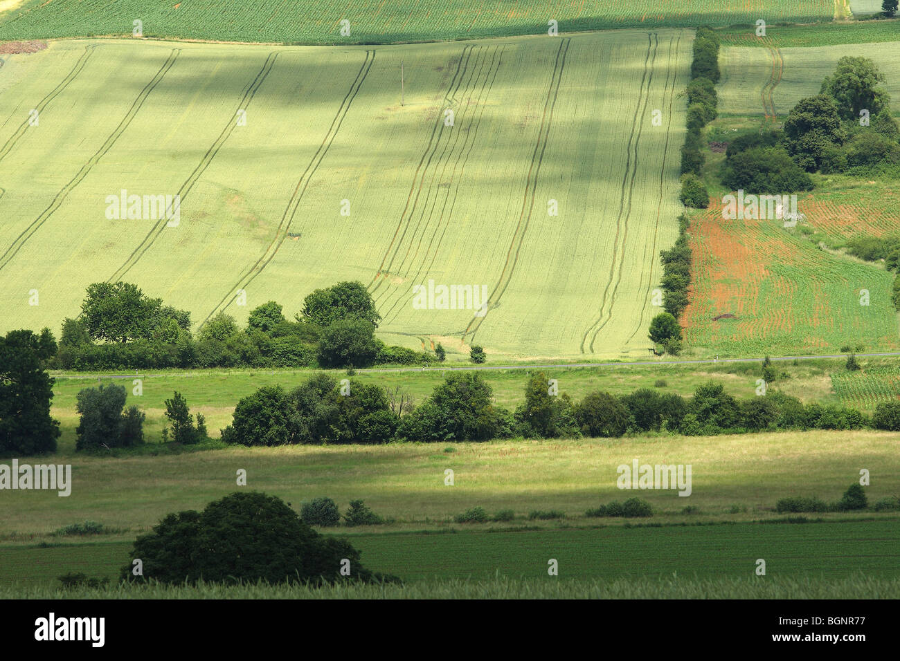 Field in bocage landscape with hedges and trees, Voeren, Belgium Stock ...