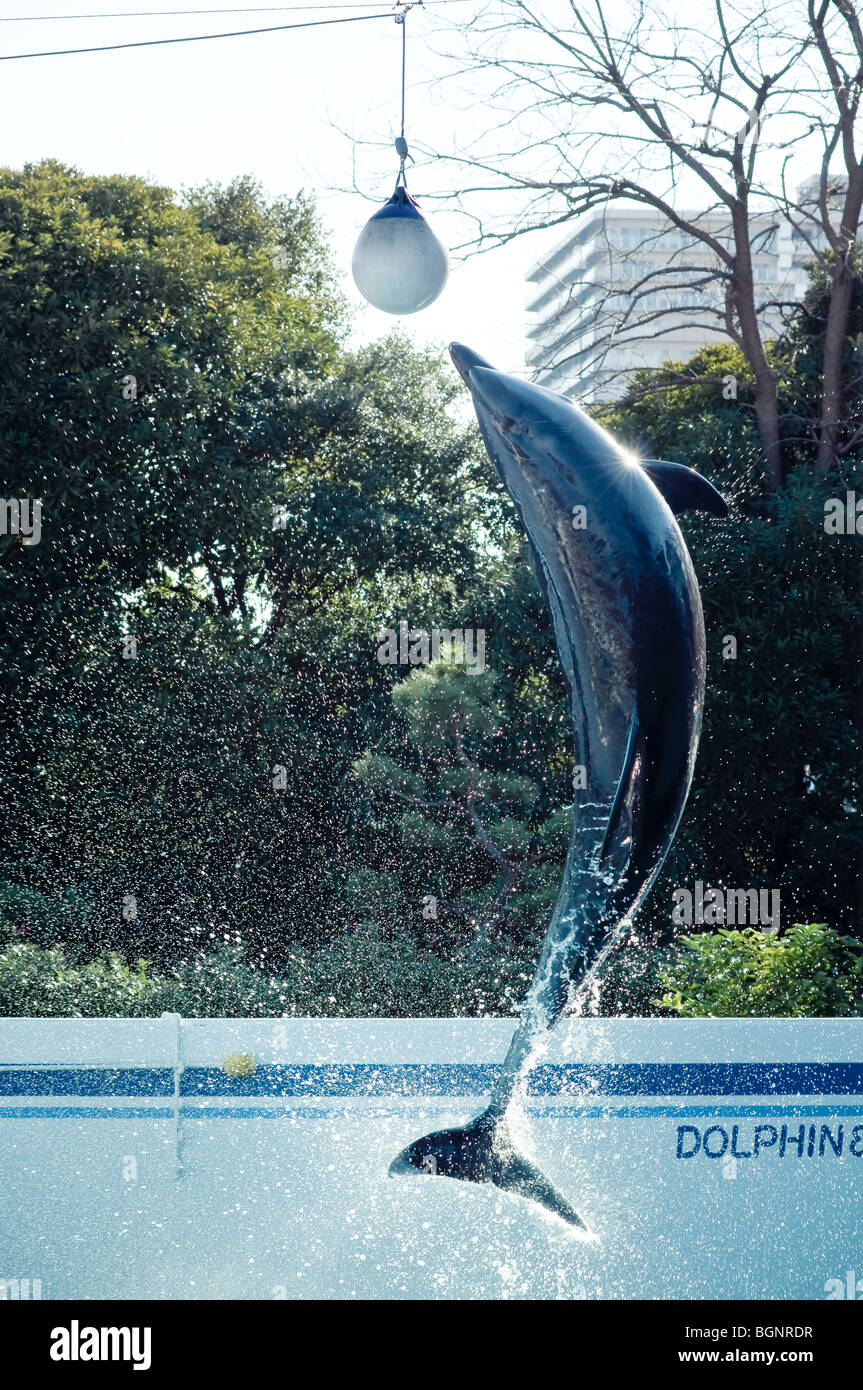 Japan dolphin show hi-res stock photography and images - Alamy