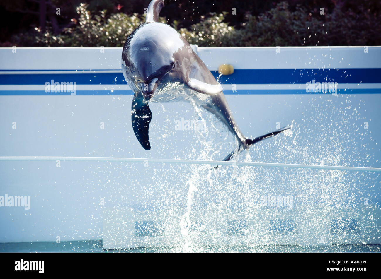 Japan dolphin show hi-res stock photography and images - Alamy