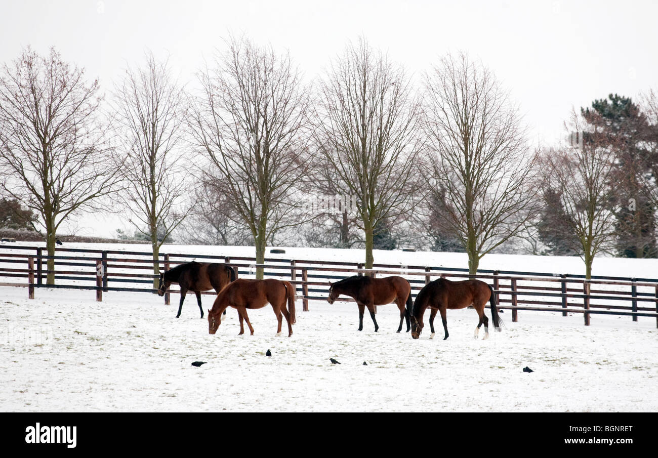 Suffolk fields hi-res stock photography and images - Alamy