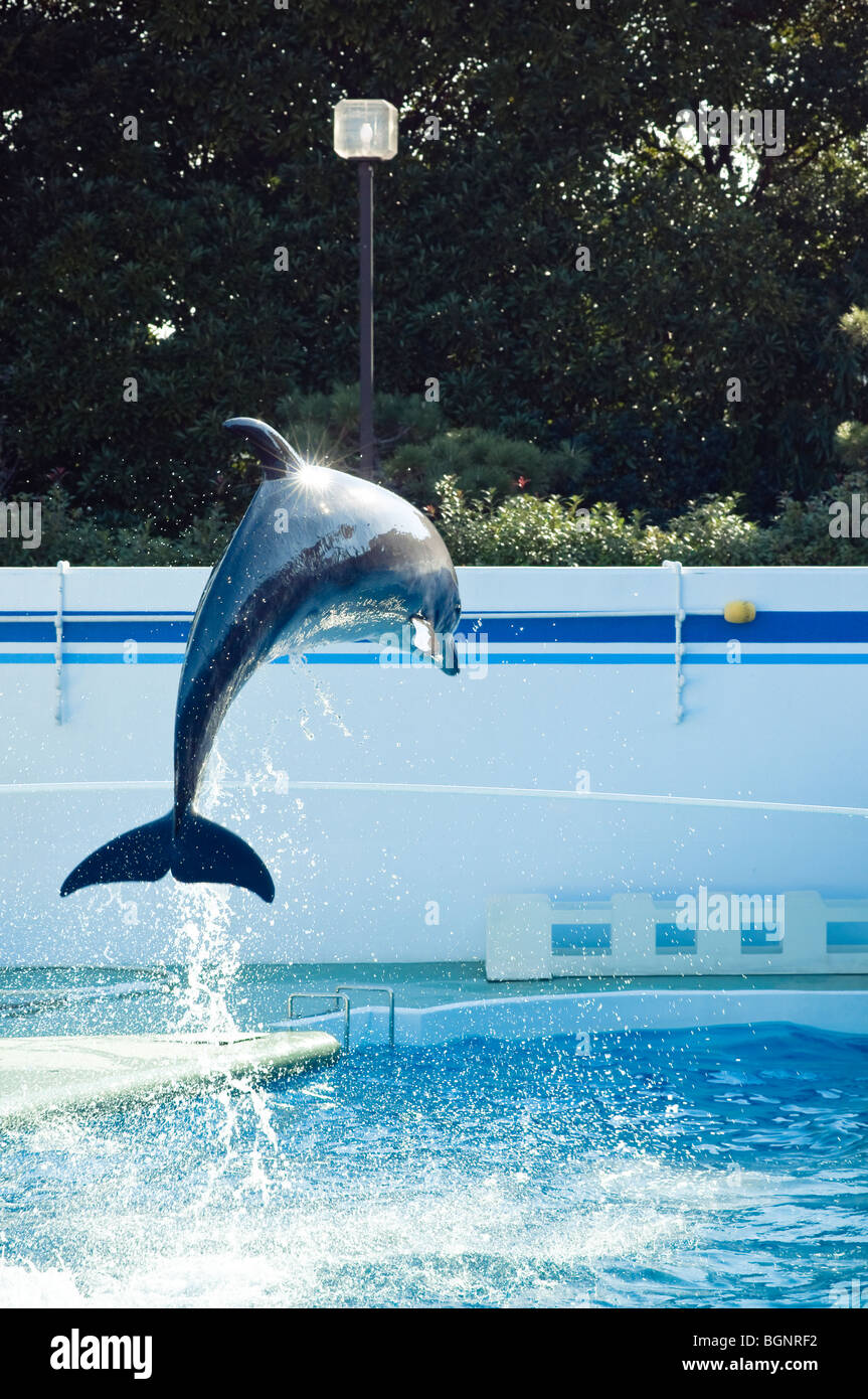 Japan dolphin show hi-res stock photography and images - Alamy