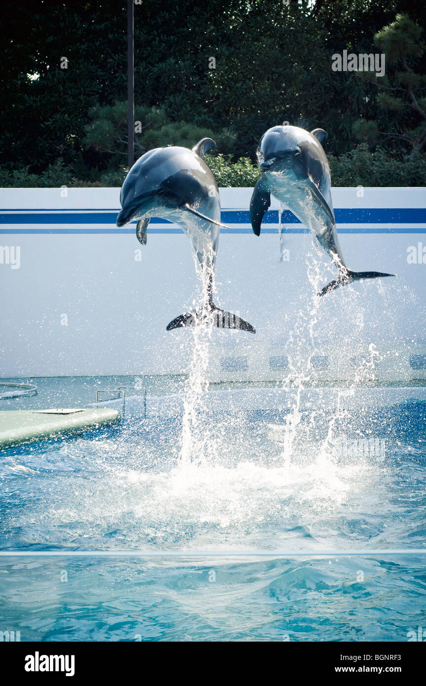 Two Dolphins Jumping Stock Photo - Alamy