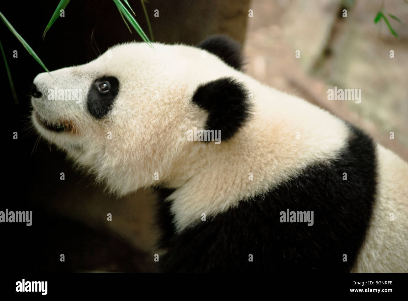 Panda cage hi-res stock photography and images - Alamy