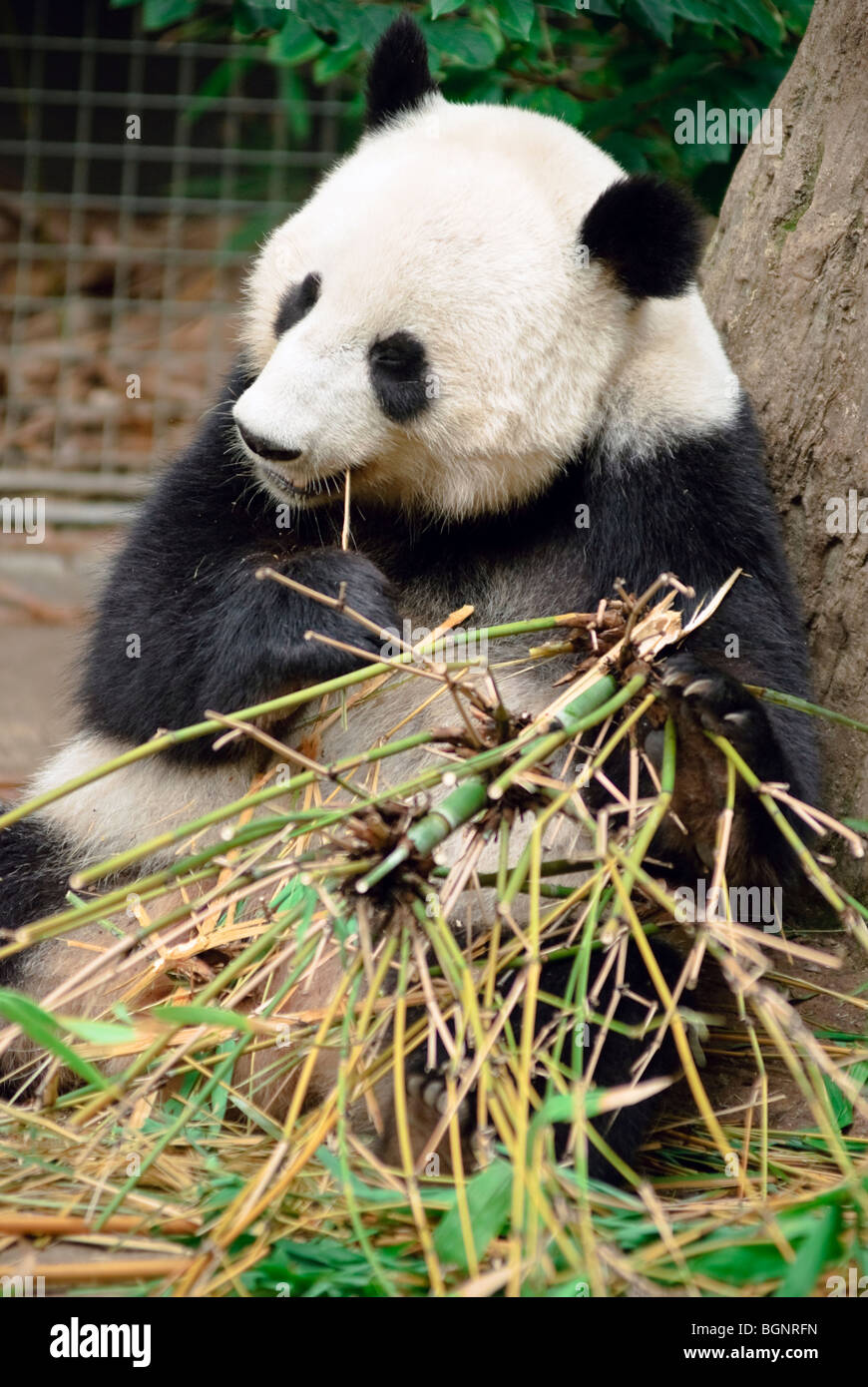 Panda cage hi-res stock photography and images - Alamy