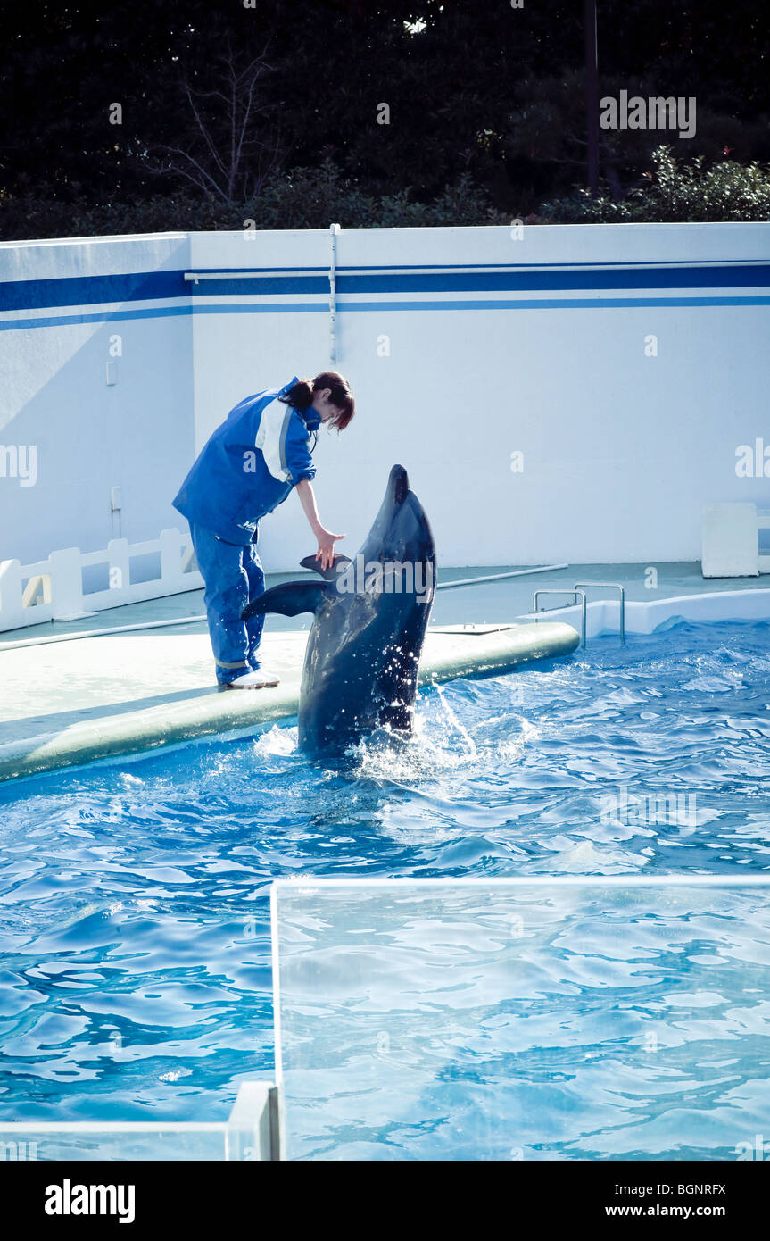 Dolphin Shaking Hand Stock Photo - Alamy