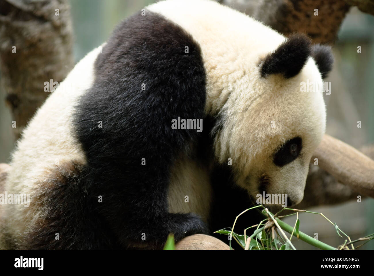 Panda cage hi-res stock photography and images - Alamy
