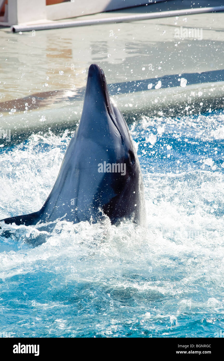 Japan dolphin show hi-res stock photography and images - Alamy