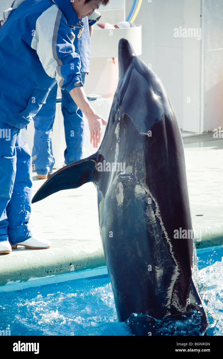 Dolphin Shaking Hand Stock Photo - Alamy