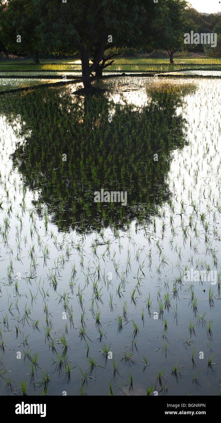 Freshly planted rice paddy fields in India Stock Photo - Alamy