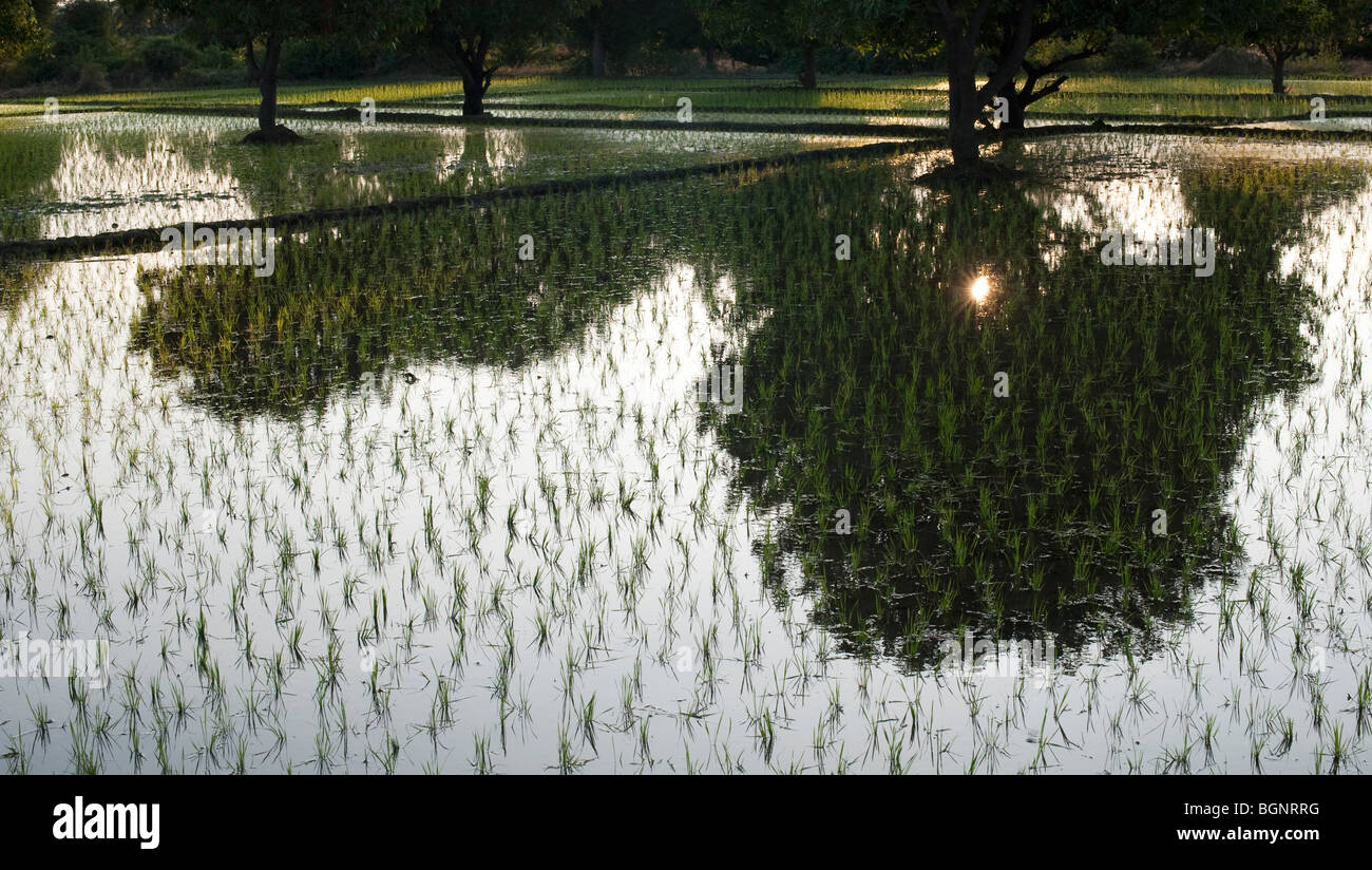 Freshly planted rice paddy fields in India Stock Photo - Alamy