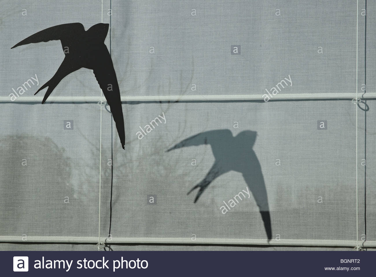 Birds Of Prey Silhouette High Resolution Stock Photography and Images ...