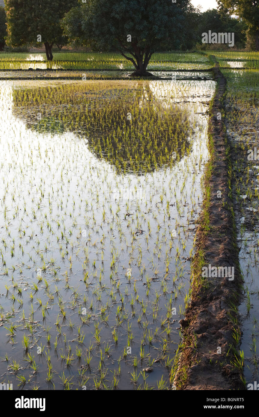 Freshly planted rice paddy fields in India Stock Photo - Alamy