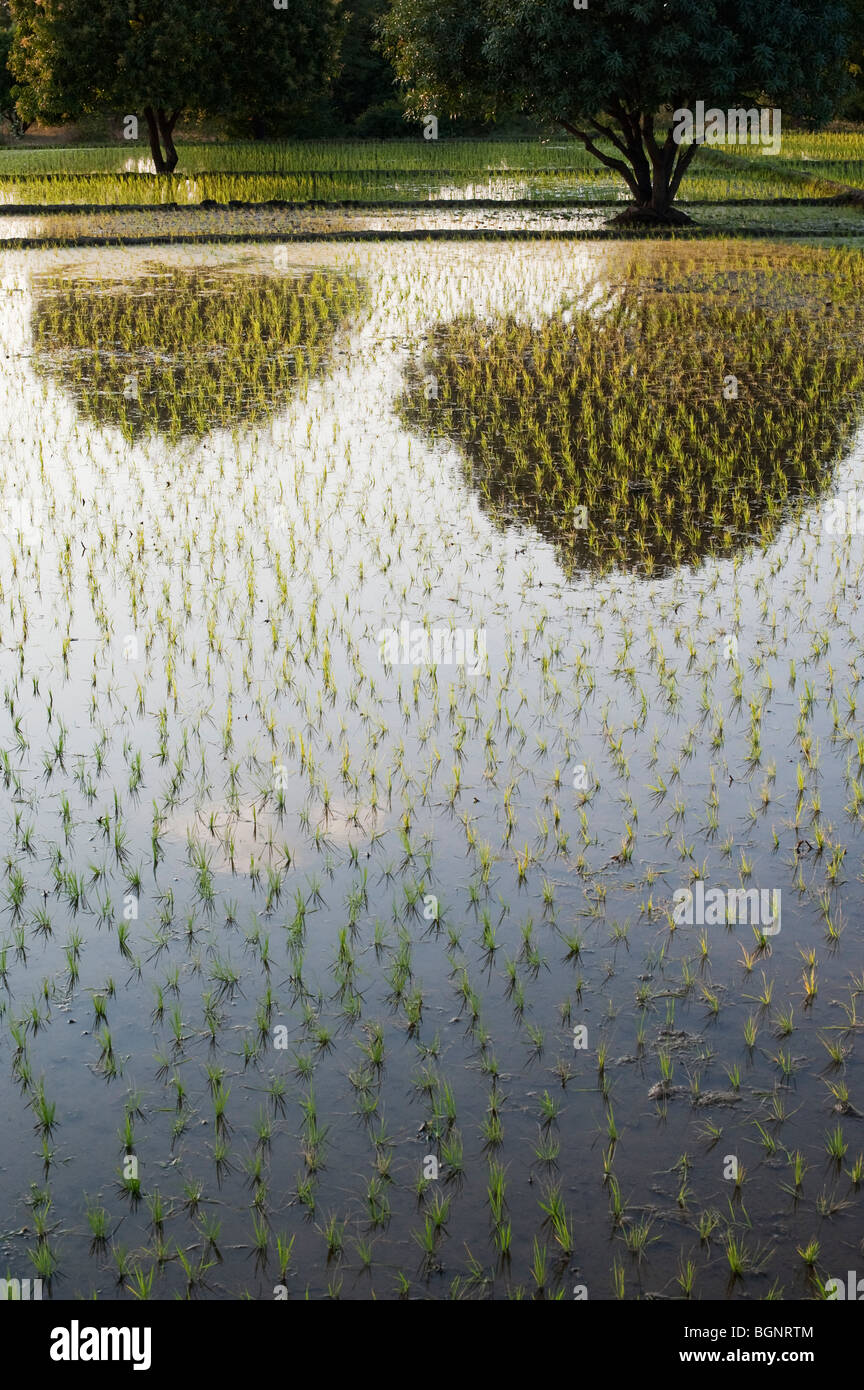 Freshly planted rice paddy fields in India Stock Photo - Alamy