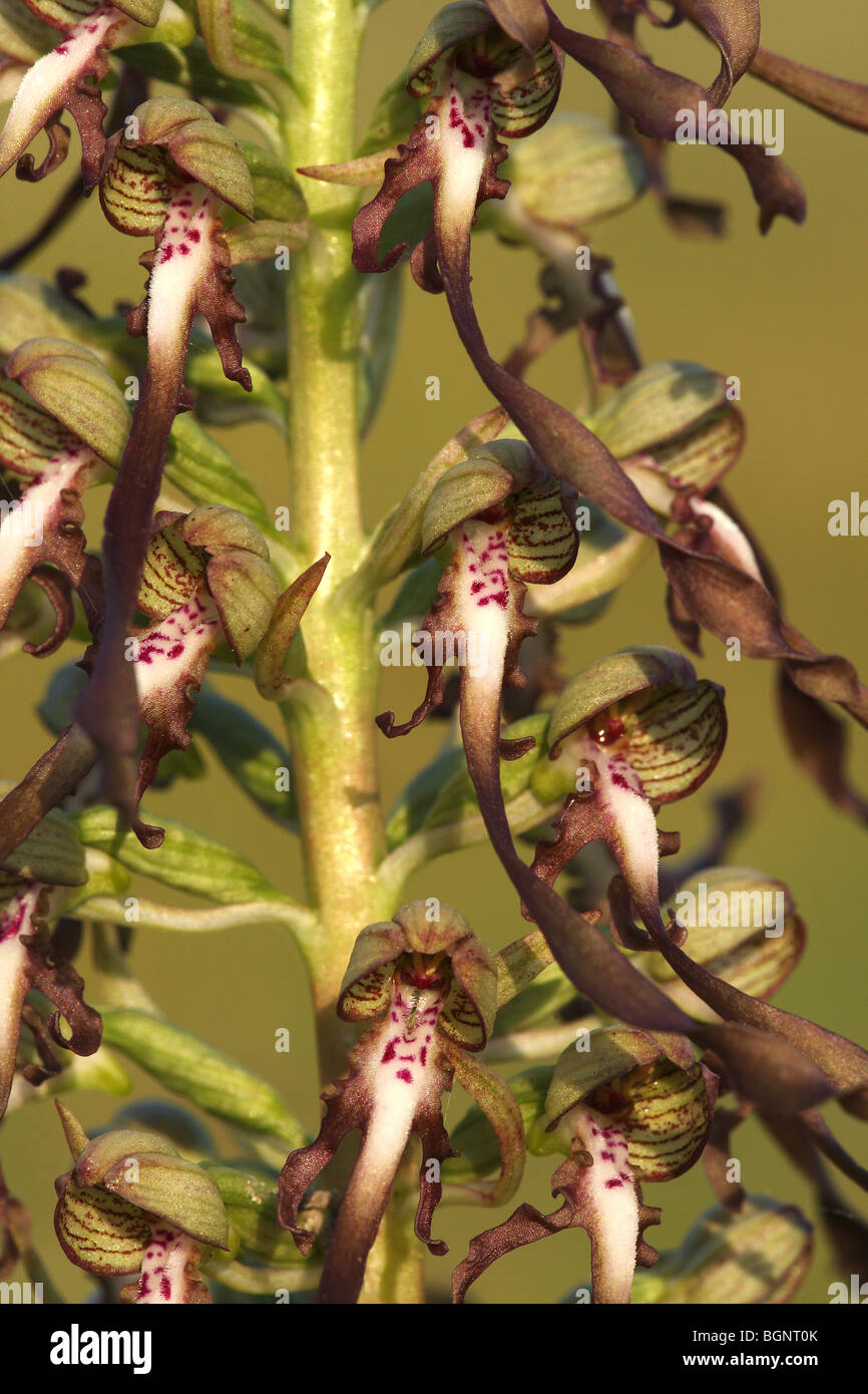 Hircinum himantoglossum hi-res stock photography and images - Alamy