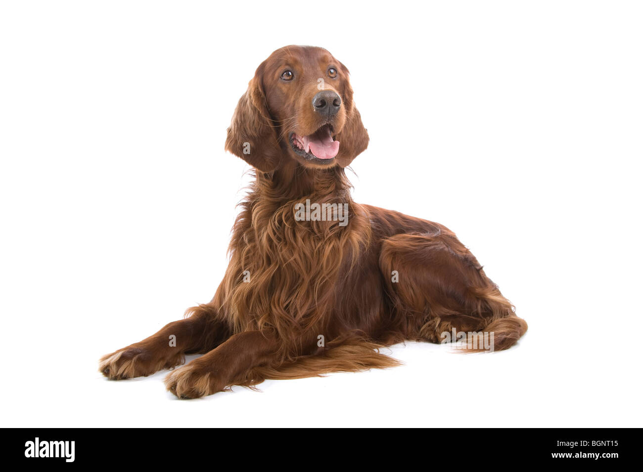 Portrait of an Irish Red Setter on a white background Stock Photo - Alamy