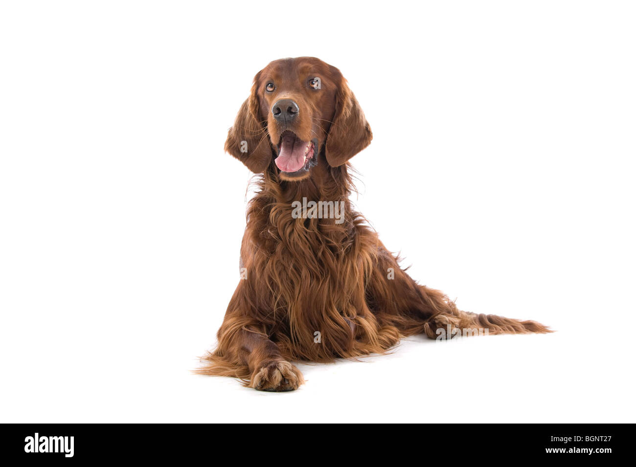 Portrait of an Irish Red Setter on a white background Stock Photo - Alamy
