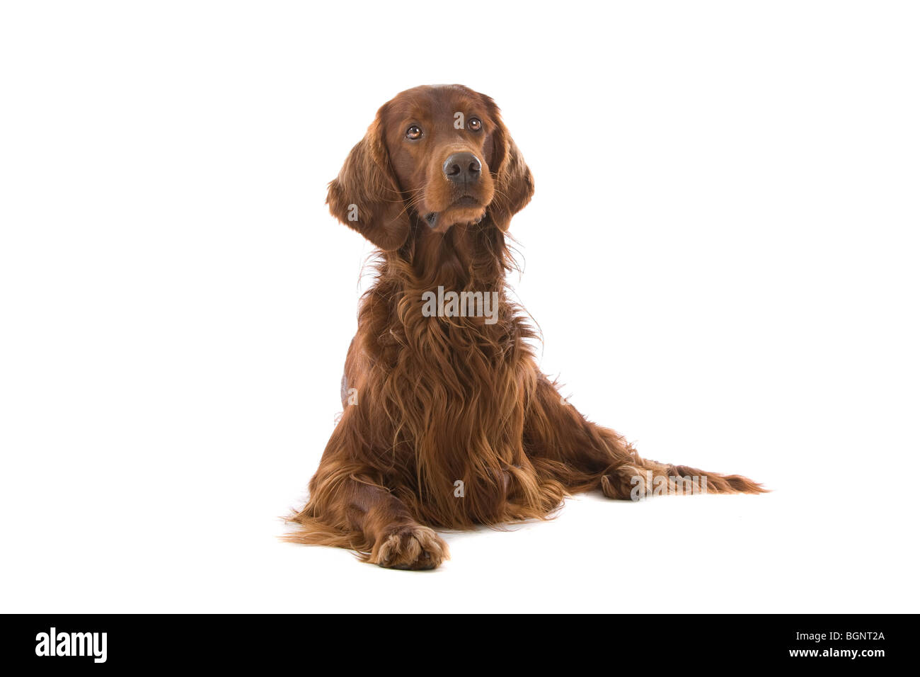 Portrait of an Irish Red Setter on a white background Stock Photo - Alamy