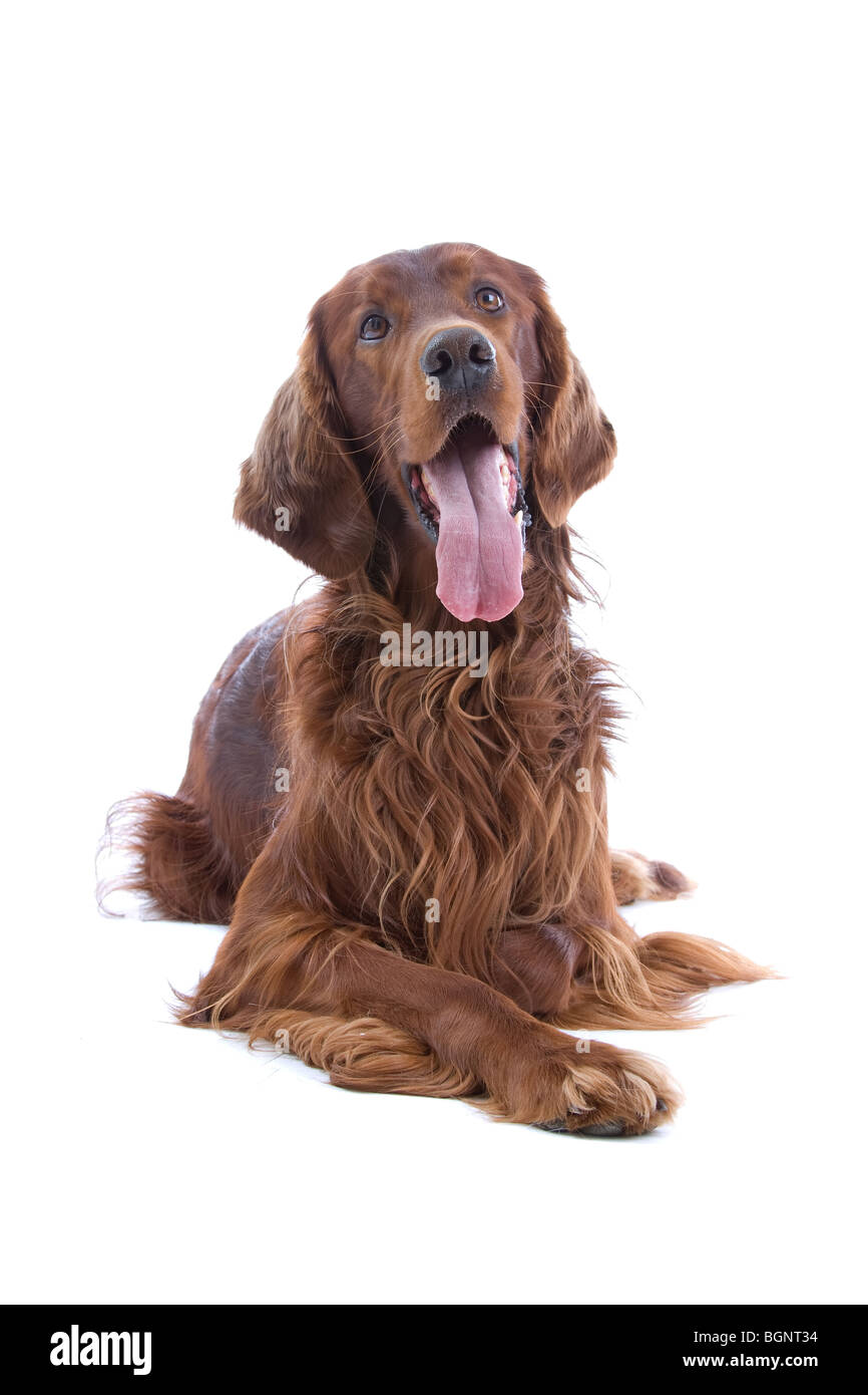 Portrait of an Irish Red Setter on a white background Stock Photo - Alamy