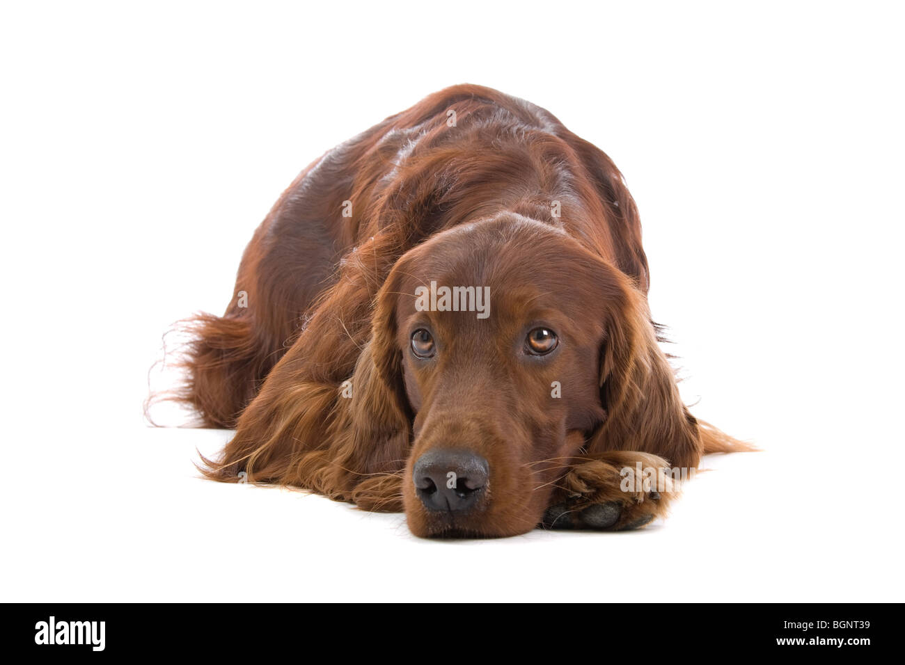 Portrait of an Irish Red Setter on a white background Stock Photo - Alamy