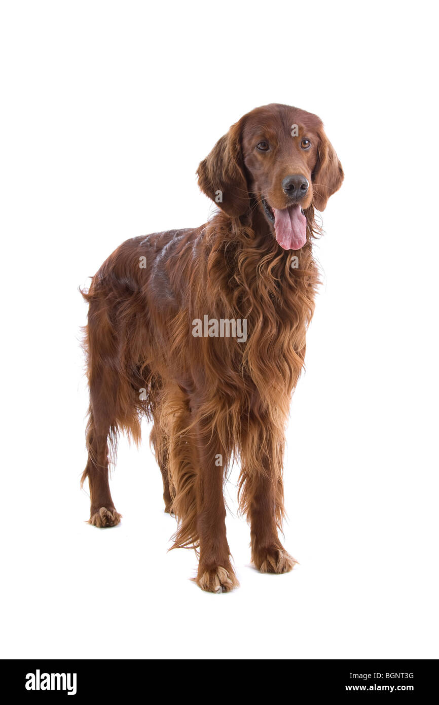 Portrait of an Irish Red Setter on a white background Stock Photo - Alamy