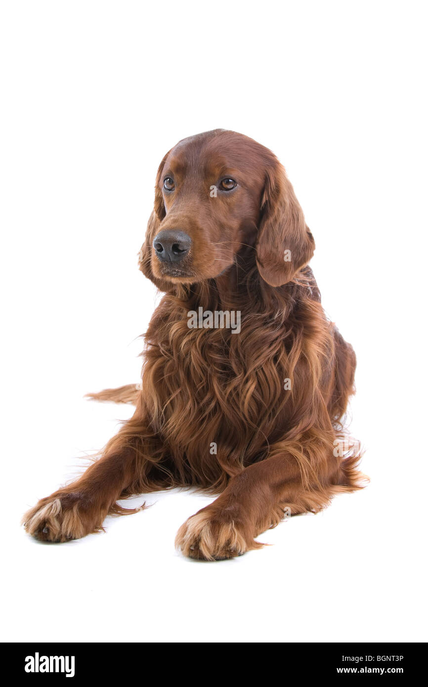 Portrait of an Irish Red Setter on a white background Stock Photo - Alamy