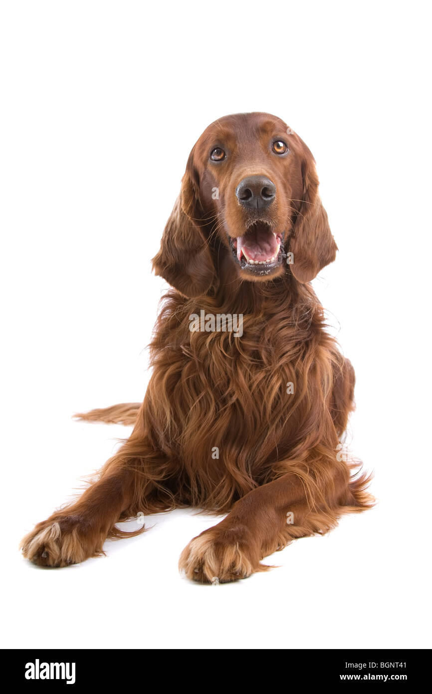 Portrait of an Irish Red Setter on a white background Stock Photo - Alamy