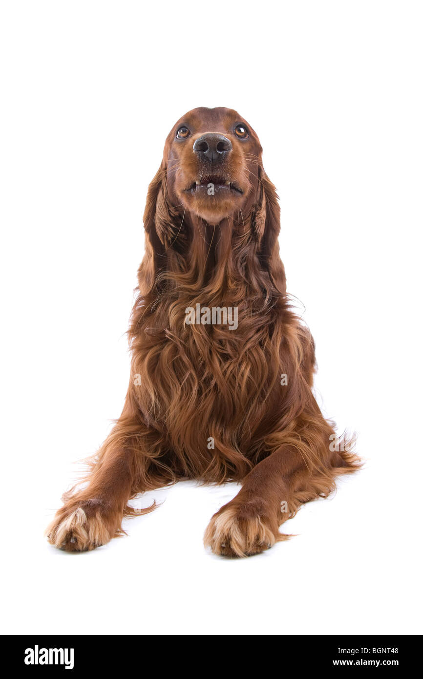 Portrait of an Irish Red Setter on a white background Stock Photo - Alamy
