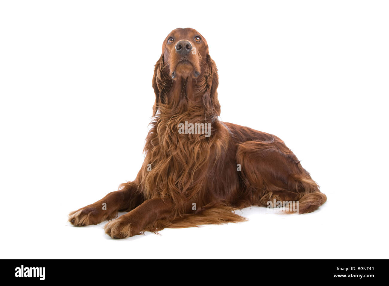 Portrait of an Irish Red Setter on a white background Stock Photo - Alamy