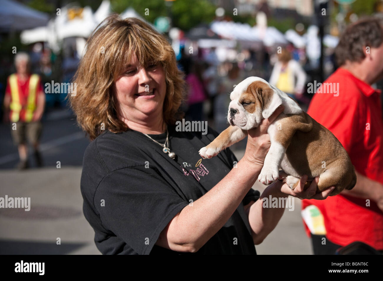 Owner showing off an English Bulldog puppy Stock Photo - Alamy