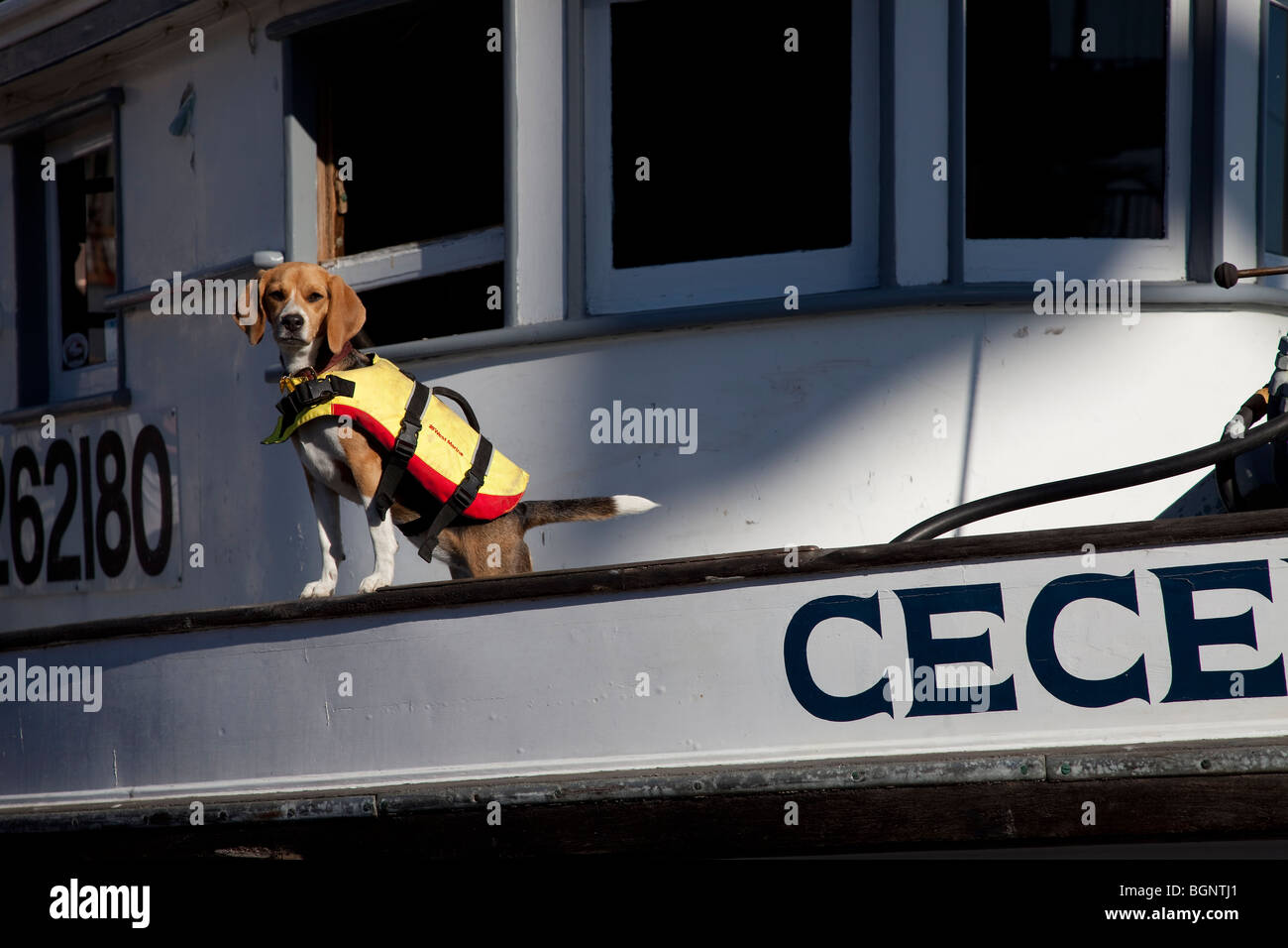 Animalwater hi-res stock photography and images - Alamy